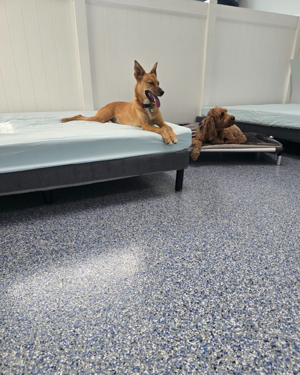 Dog Boarding - Ruff Resort - Dog Boarding in Montrose, CA